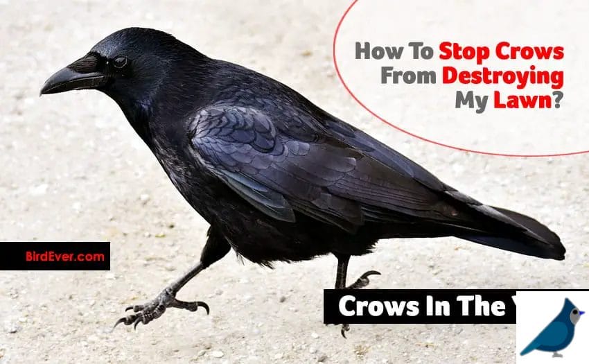 How To Stop Crows From Destroying My Lawn? 12 Proven Methods - BirdEver