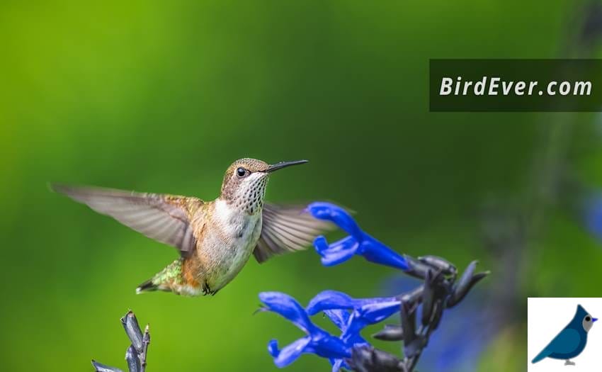How Long Do Hummingbirds Live in the Wild? 10 Interesting Facts