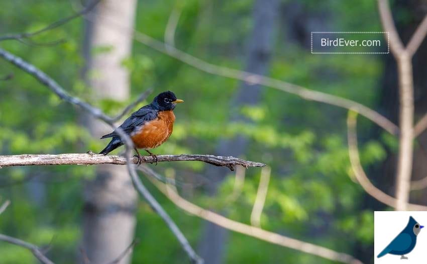 What Do Robin Birds Look Like? An Overview Of Various Robins
