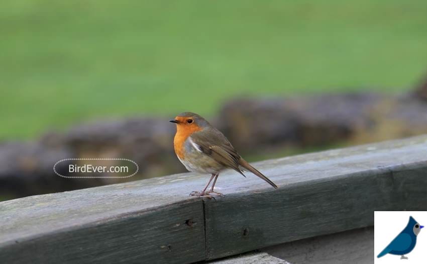 What Do Robin Birds Look Like? An Overview Of Various Robins