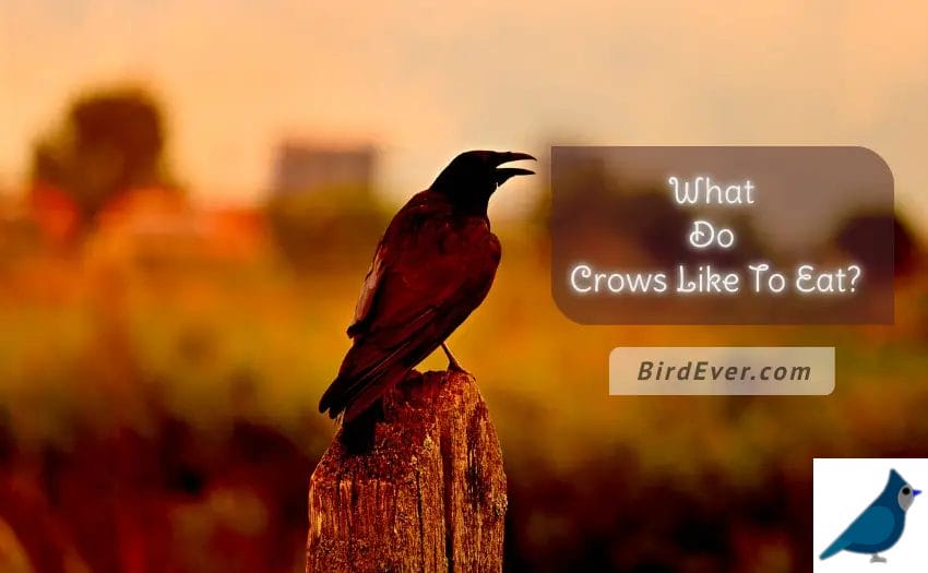 What Do Crows Like To Eat? Best List with 7 Weird Crow Foods