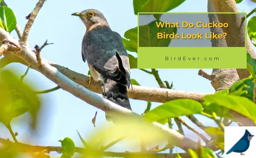 What Do Cuckoo Birds Look Like? 9 Splendid Cuckoo Best Facts