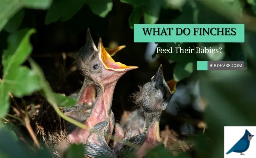 What Do Finches Feed Their Babies? 6 Parent Finches Traits