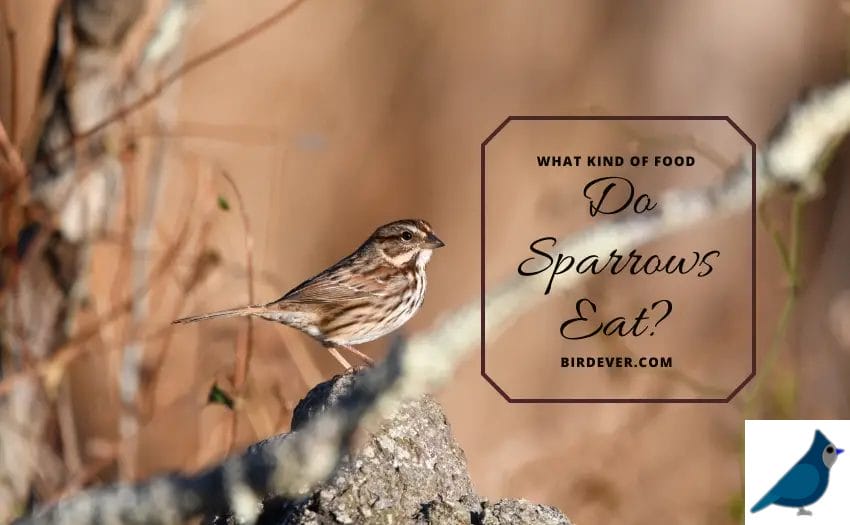 What Do Sparrows Eat? #1 Best List of 6 Common Diets