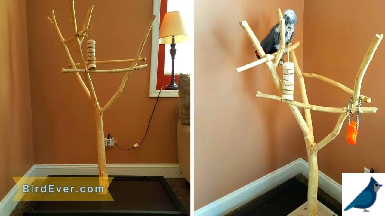 How to Make a Bird Perch Stand? A Complete DIY Guide