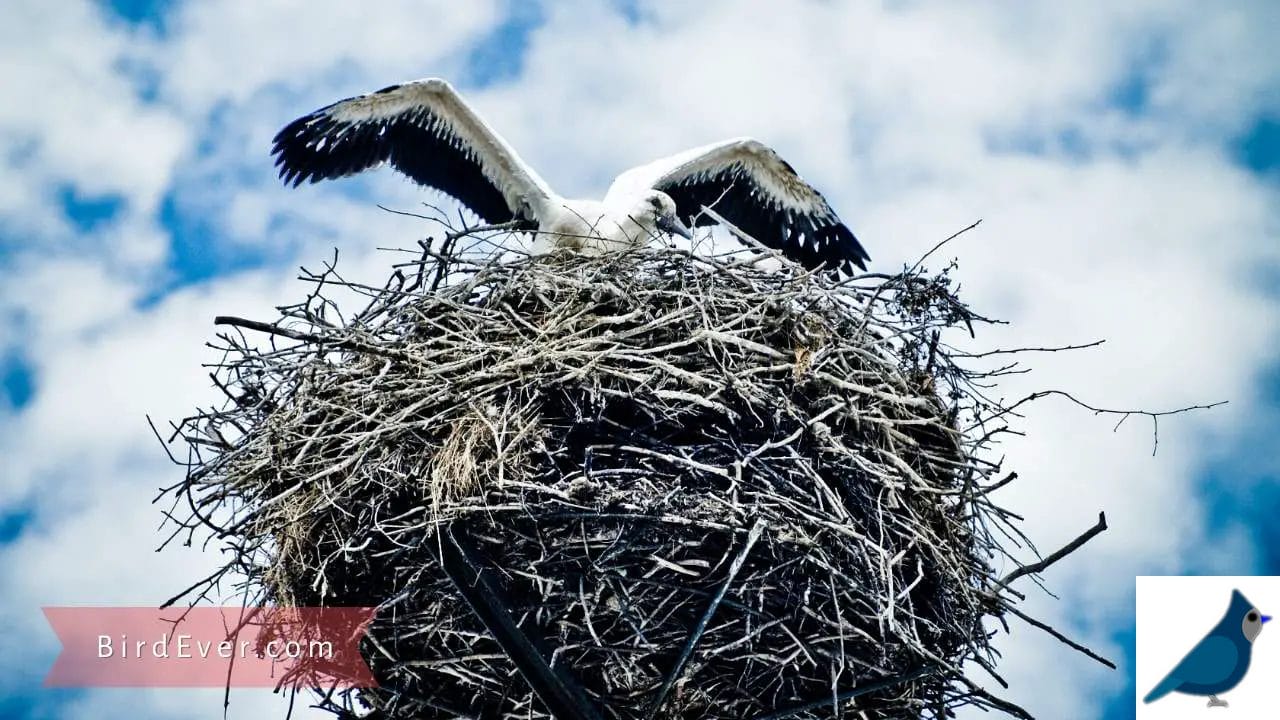 Create Homemade Bird Perches from Tree Branches: DIY Guide