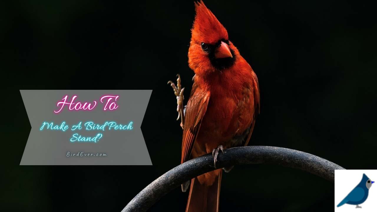 How to Make a Bird Perch Stand? A Complete DIY Guide