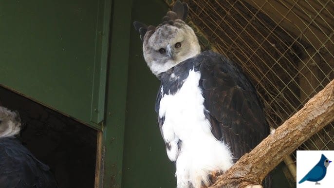 Bird That Look Like A Human (Amazing Info Revealed in 2023)