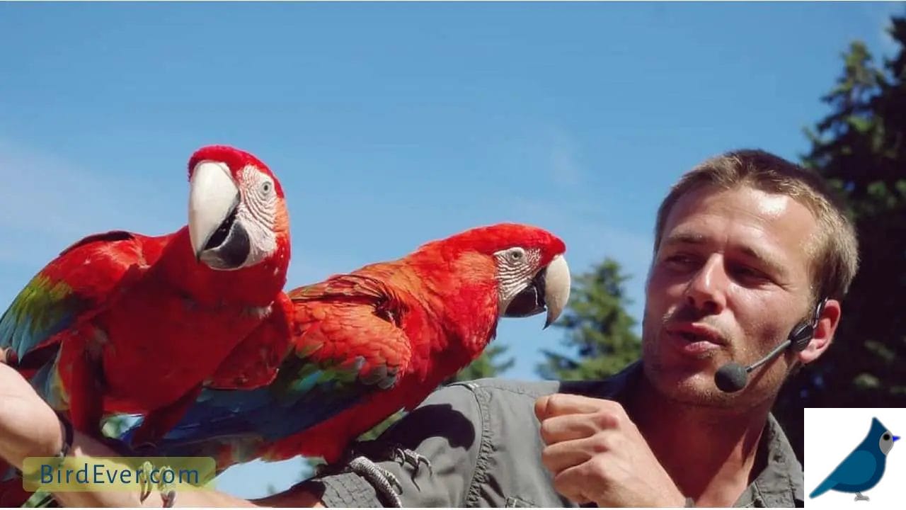 Can A Bird Carry A Human?