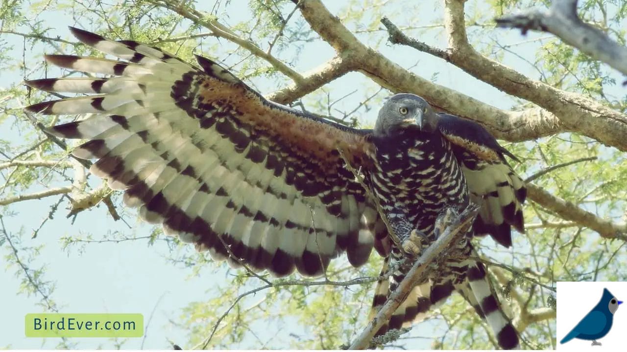 Can A Bird Carry A Human?