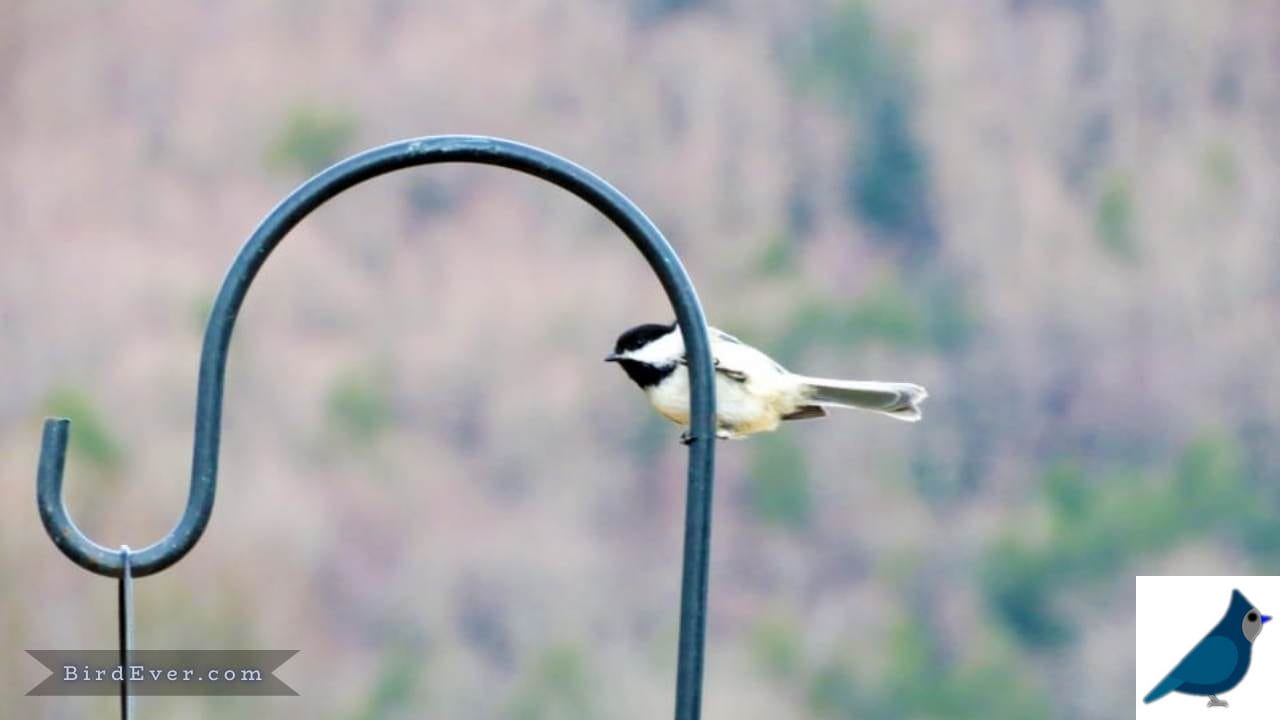 What Bird Sounds Like A Rusty Swing? Uncover the Answer