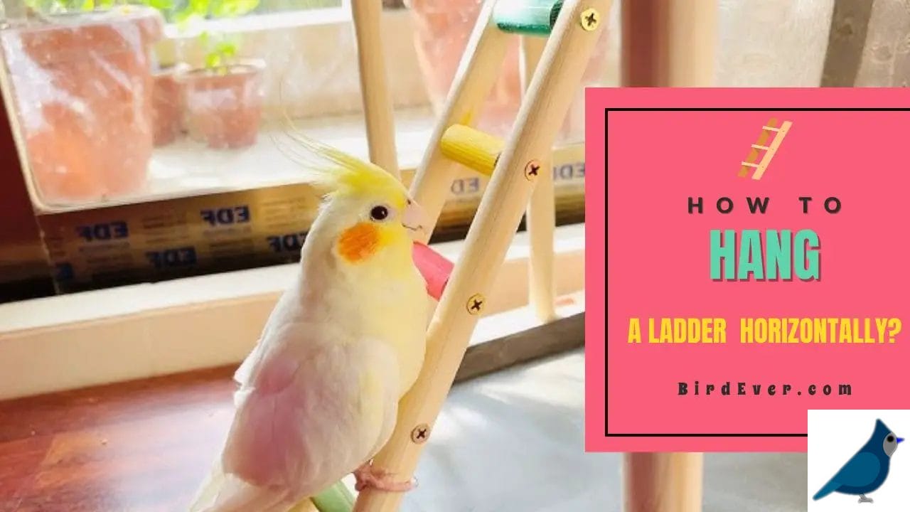 How to Hang a Ladder Horizontally? A Quick Guide