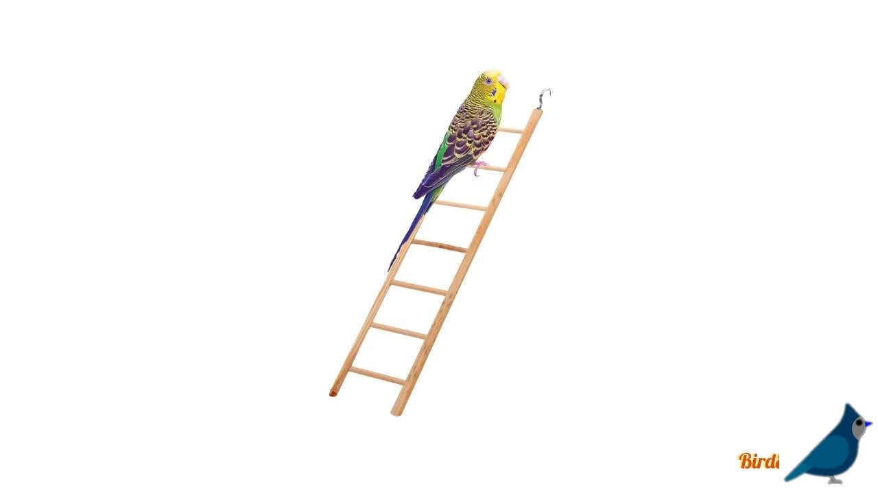 How to Make a Bird Ladder