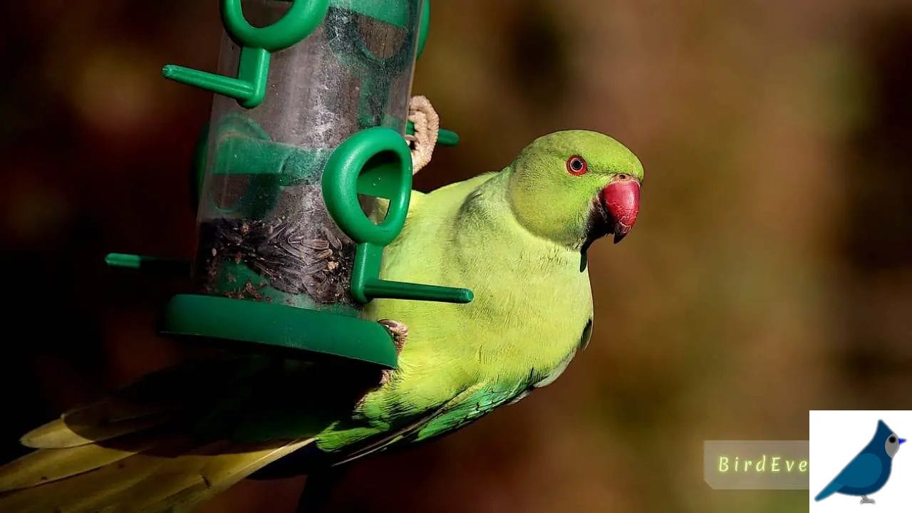 Why Do Parrots Bounce Up and Down? Unveiling the Mystery