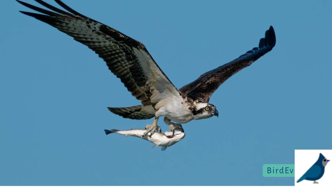 Can A Bird Carry A Human?