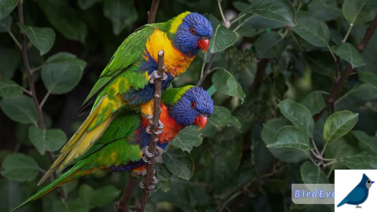 Why Do Parrots Bounce Up and Down? Unveiling the Mystery