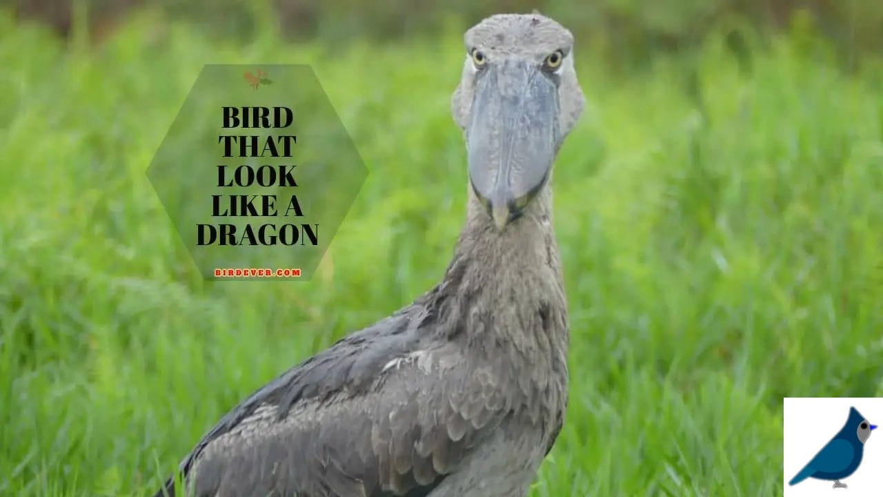 bird that look like a dragon