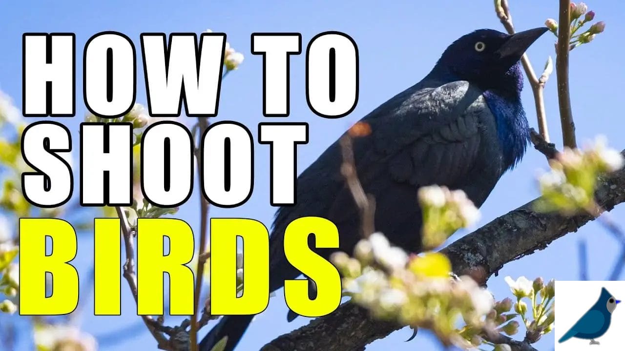 Can I Shoot Birds in My Backyard? #1 Best Updated in 2024