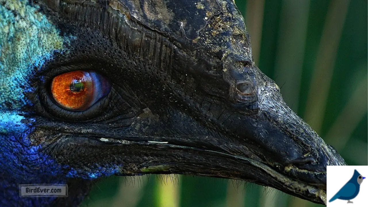 birds that look like pterodactyls