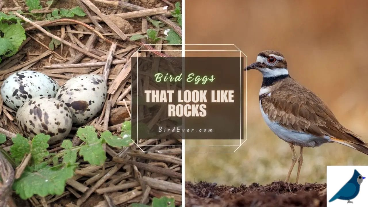 Bird Eggs That Look Like Rocks: A Unique Natural Wonder - BirdEver
