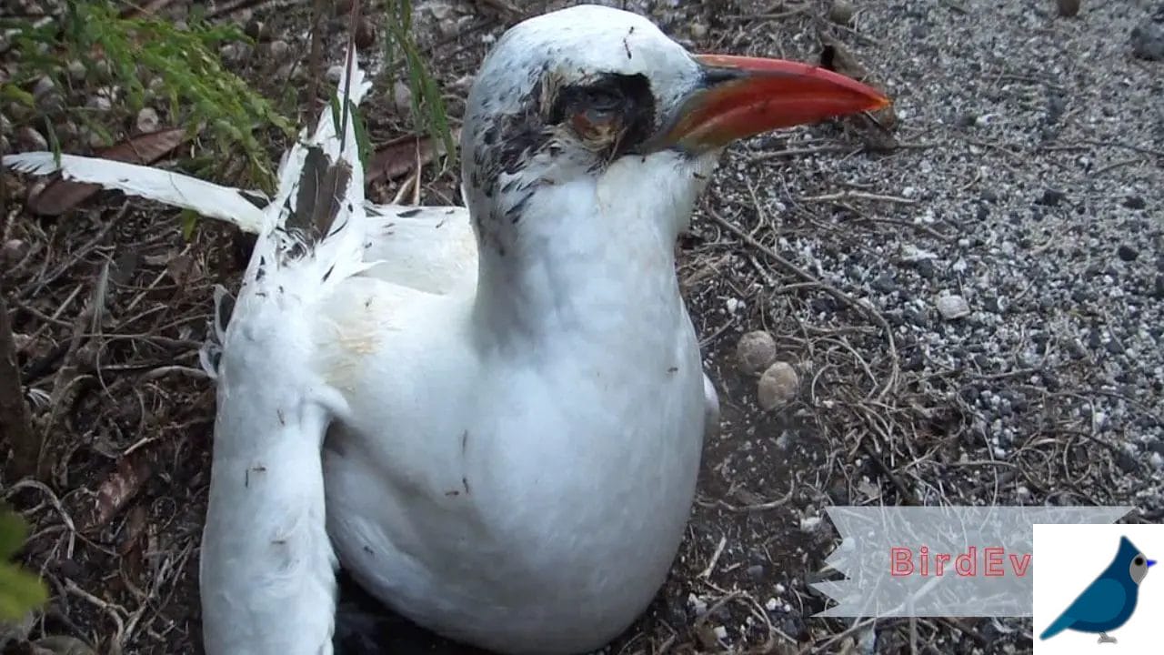 Bird Eggs That Look Like Rocks: A Unique Natural Wonder - BirdEver