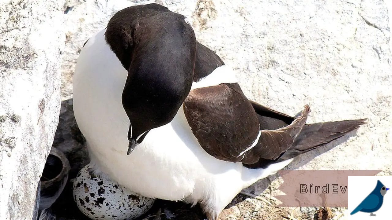 Bird Eggs That Look Like Rocks: A Unique Natural Wonder - BirdEver